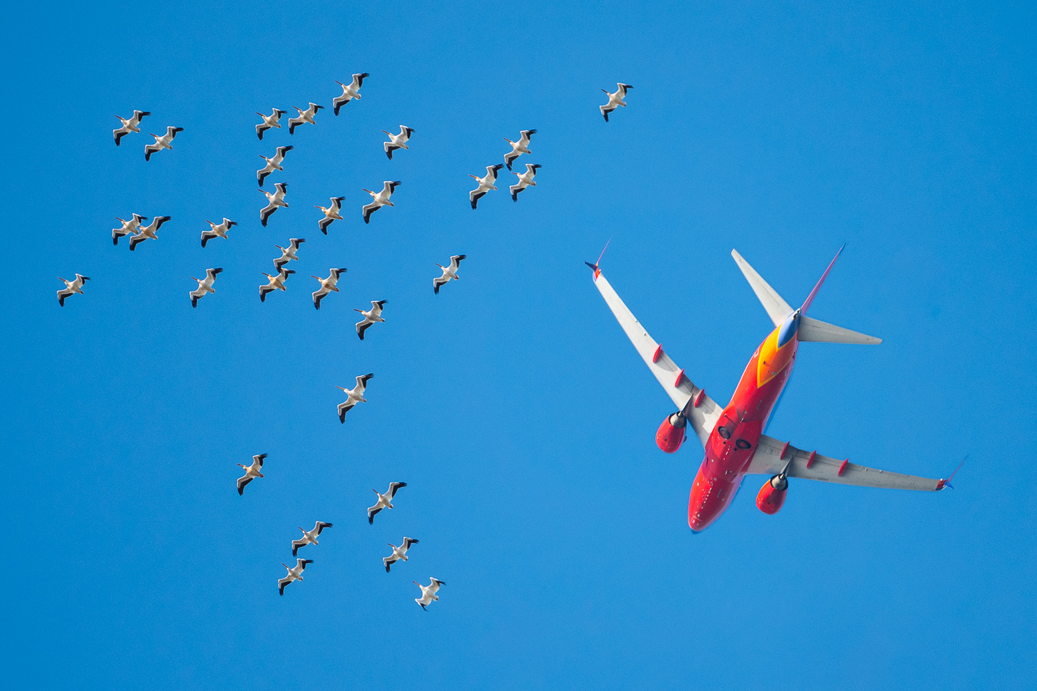 Out of Formation - FoCoPhoto